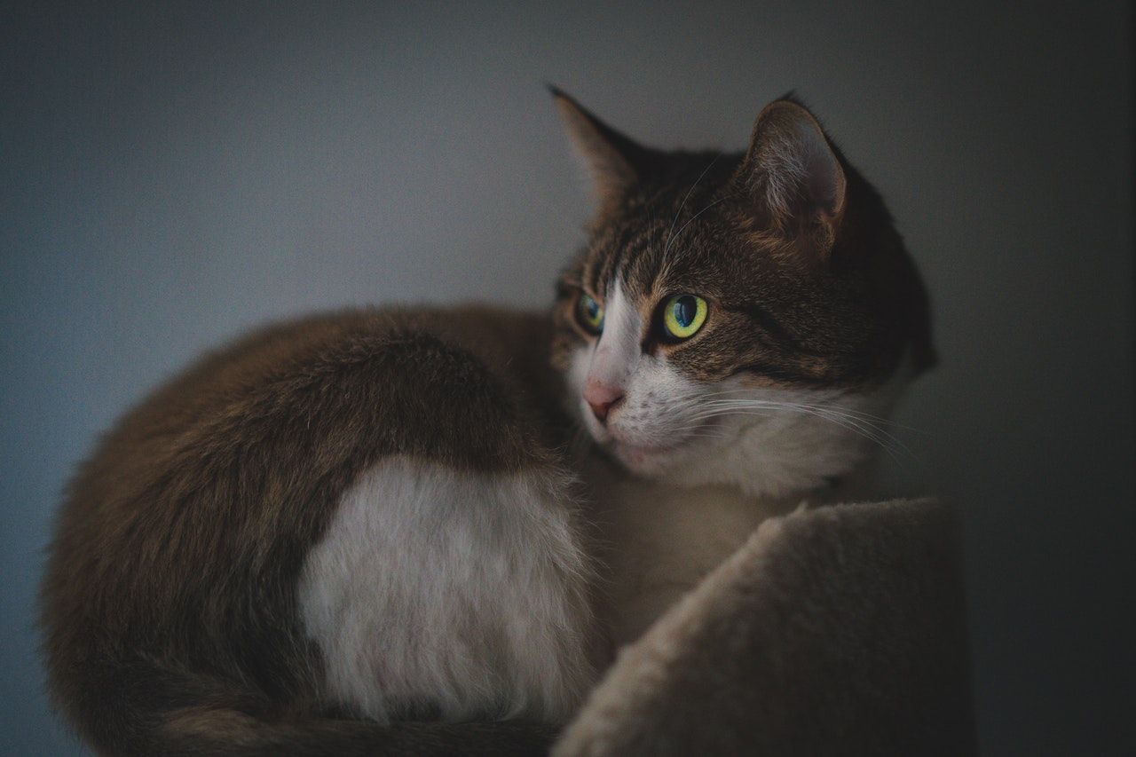 What You Should Know About Feline Idiopathic Cystitis - Dufferin ...