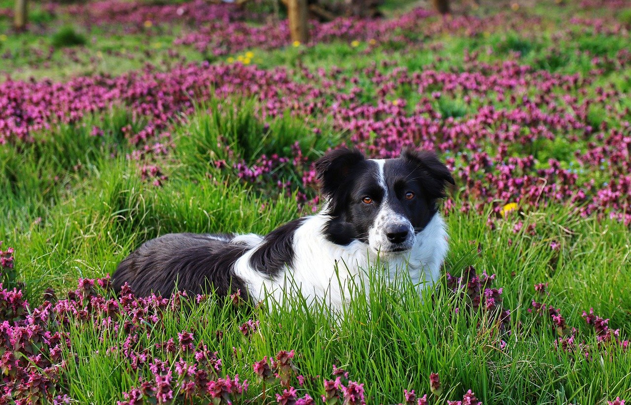 5 Signs of Seasonal Allergies In Pets - Dufferin Veterinary Hospital